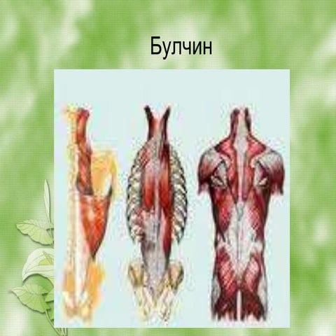 Bulchin uugantuya | PPTX