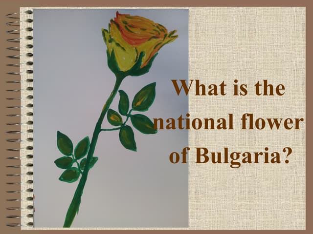 Bulgaria National Flower