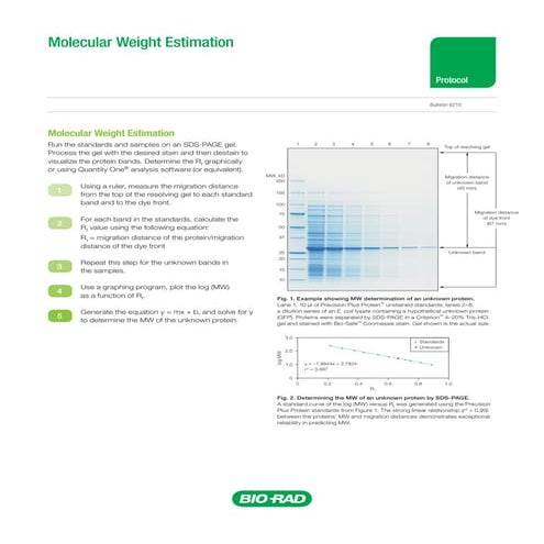 Molecular Weight Estimation | PDF