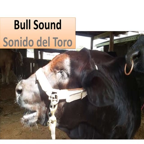 Bull sound - Sonido del Toro | PPTX