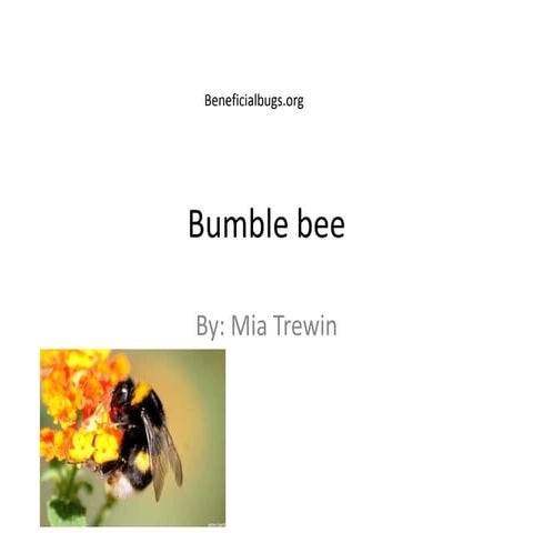 Bumble bee slide show | PPTX