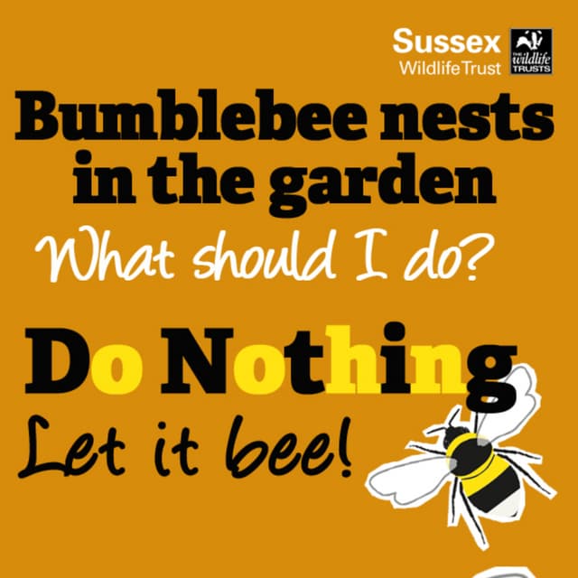 Bumblebee Nest Infographic | PDF