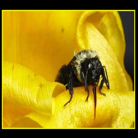 Bumble Bee (Macro Photography) | PPT