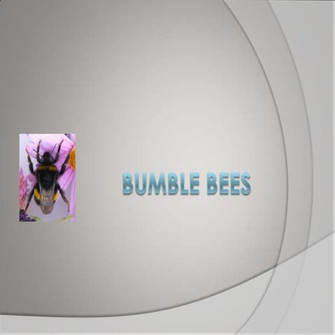 Bumble bees | PPTX