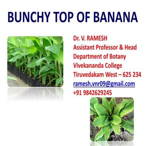 Bunchy top of banana | PPT
