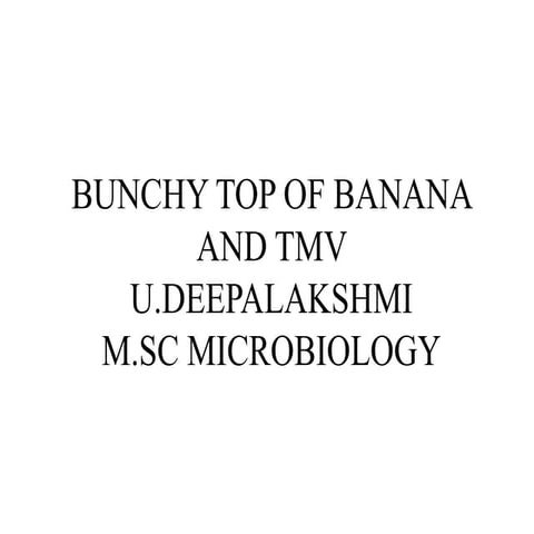 Bunchy top of banana and tmv | PPTX
