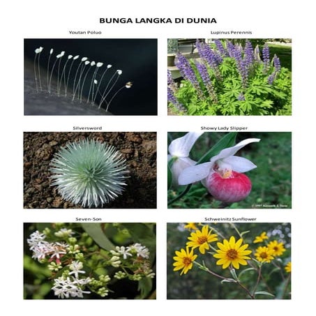 Bunga langka di dunia | DOCX