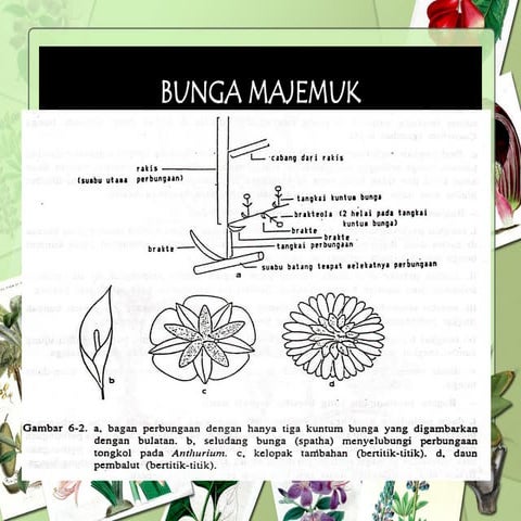 BUNGA MAJEMUK-Materi SPT KULIAH 2020.pptx