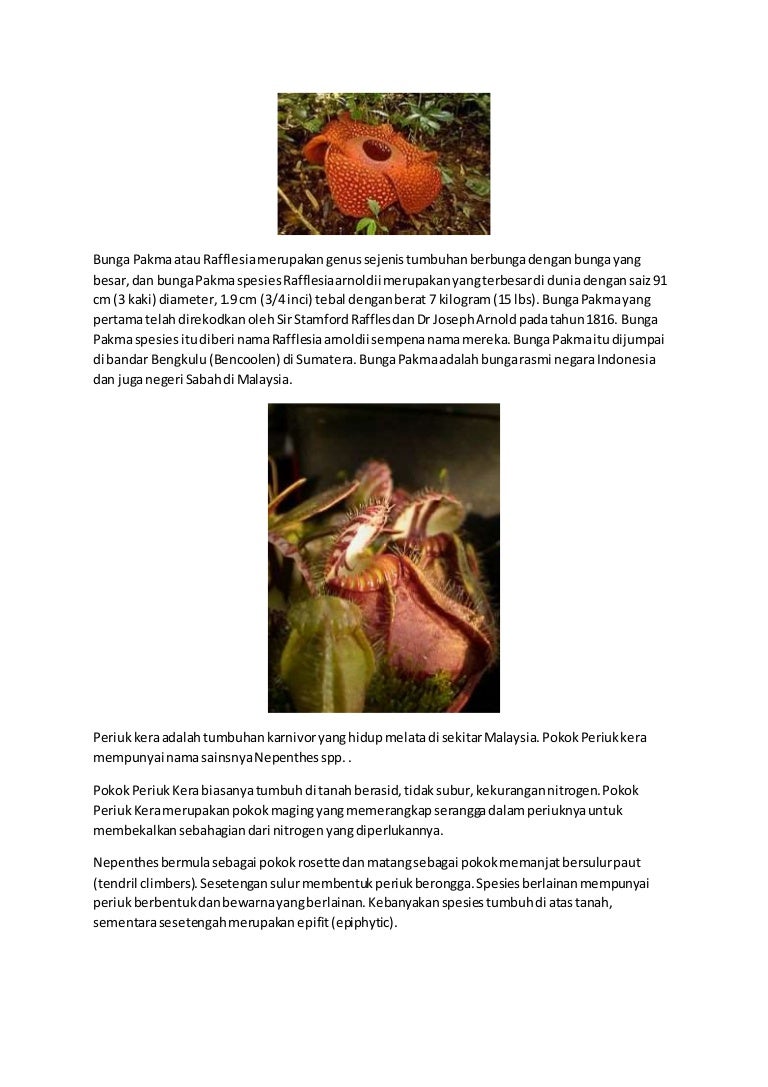 Bunga pakma atau rafflesia