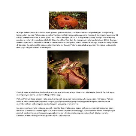 Bunga pakma atau rafflesia | DOCX