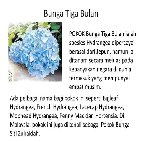 Bunga Tiga Bulan | PPTX