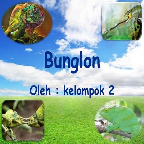 Bunglon | PPTX
