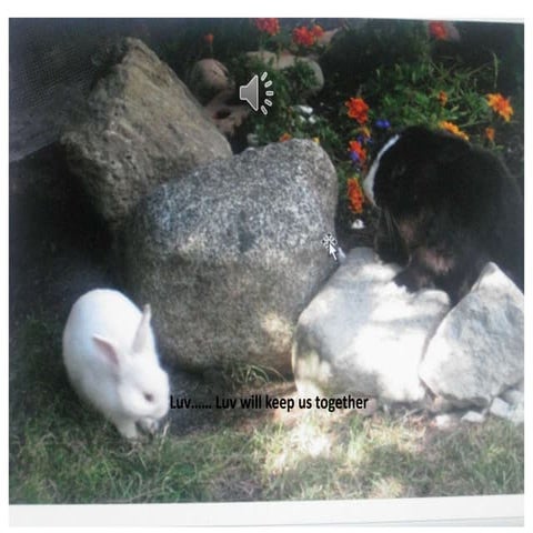 B U N N Y L U V 1 | PPTX