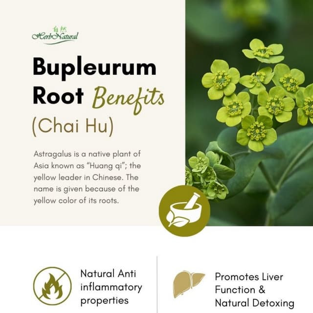 Bupleurum Root Benefits | PDF