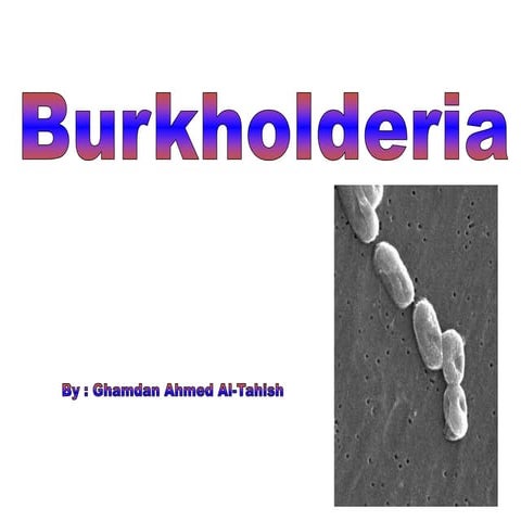 Burkholderia spp. | PPTX