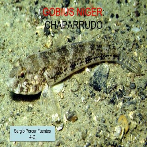 Burret | PPT