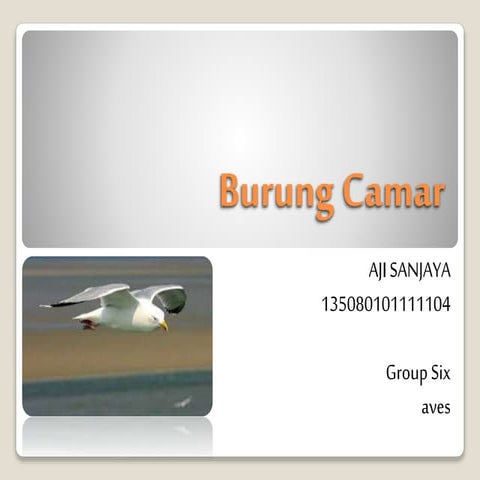 BURUNG CAMAR (Laridae sp.) | PPTX
