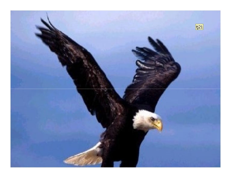 Burung helang lengkap