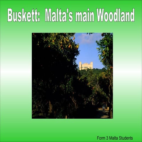 Buskett Trees | PPT