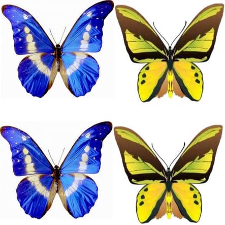 Butterflies | PPT