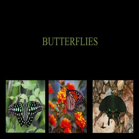 Butterflies introduction. | PPTX