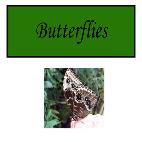 Butterflies Presentation | PPT