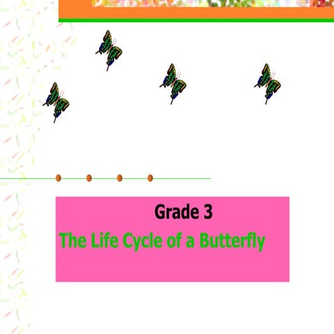 Butterfly 1 | PPT