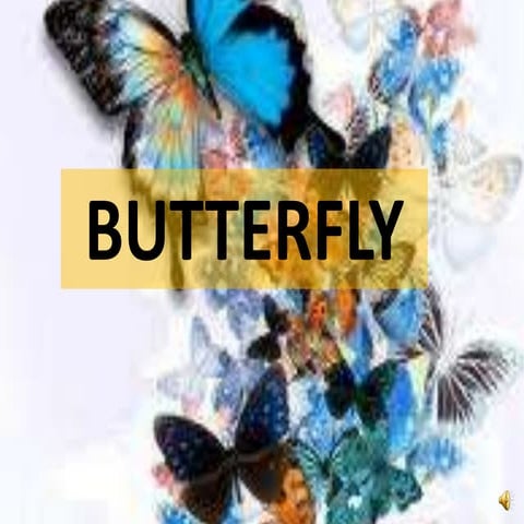 Butterfly!! | PPTX