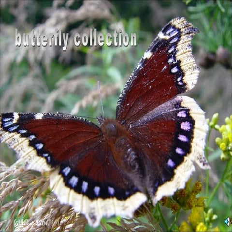 Butterfly | PPT