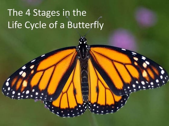 Life cycle of a butterfly | PPTX | Biological Sciences | Science