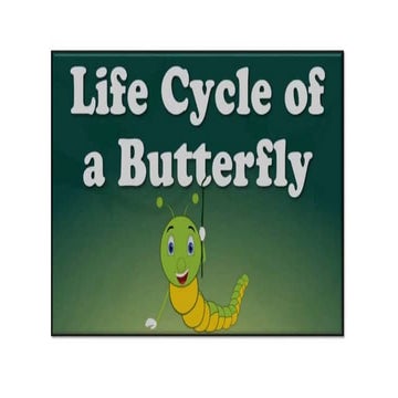 Butterfly | PPTX