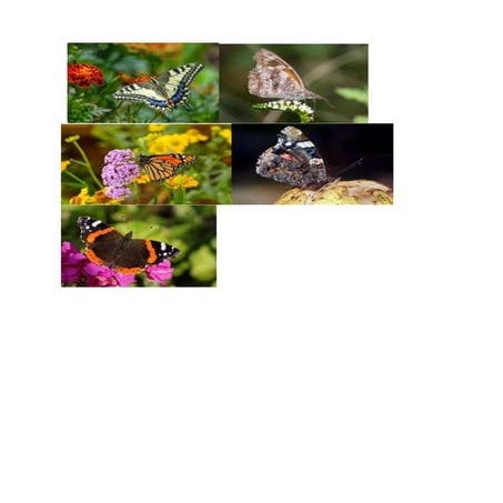 Butterfly | DOCX