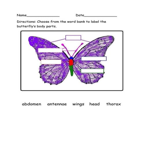 Butterfly anatomy worksheet | DOCX