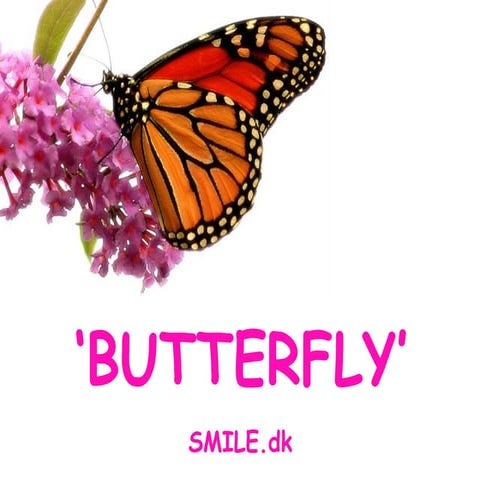 'Butterfly' | PPS