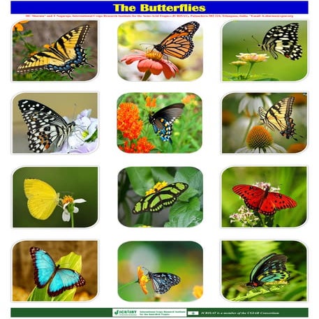 The butterflies | PDF
