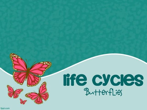 Life cycle of a butterfly | PPTX | Biological Sciences | Science