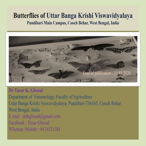Butterfly of ubkv (Family Nymphalidae) | PPT