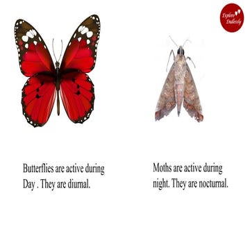 Butterfly vs moth | PDF