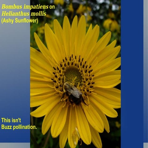 Buzz pollination short | ODP | Gardening | Home & Garden