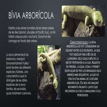 Bívia arborícola | PPT