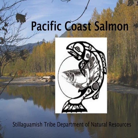 Pacific Coast Salmon: Stillaguamish Tribe Natural Resources | PDF ...