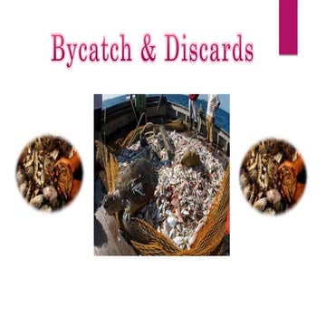 Bycatch and Discard and their sollution & effect | PPTX