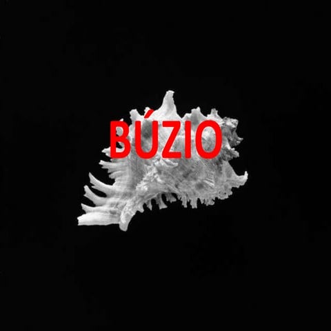 Búzio | PPTX