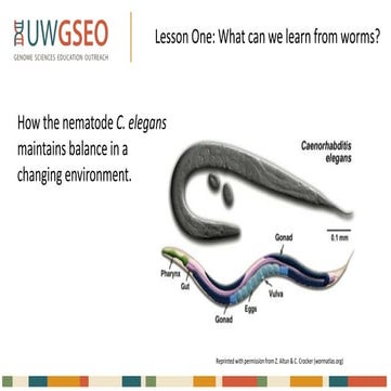 C.elegans as a Model.ppt
