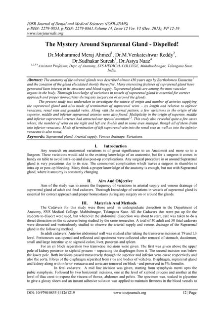 Renal vascular anatomy | PPTX | Surgery | Medical Health