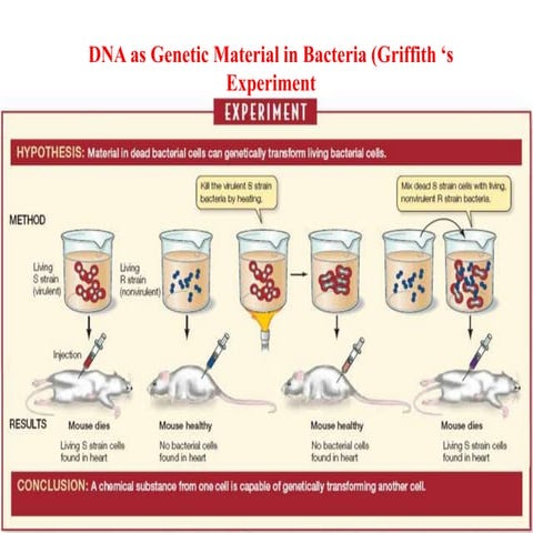 DNA discovery as genetic material and DNA a s genetic material | PPTX