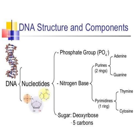 DNA , RNA basic structure and components | PPT