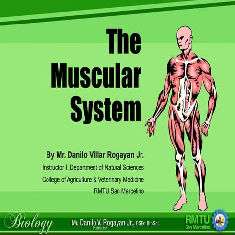 The Muscular System Powerpoint | PPT