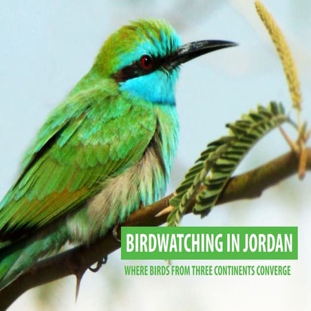 JORDAN BIRDING BROCHURE | PDF