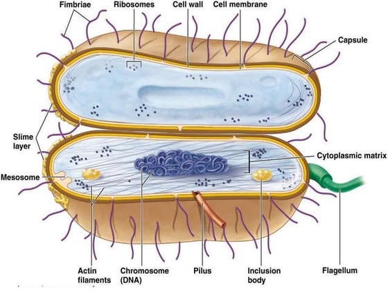 Bacteria structure and function | PPTX | Biological Sciences | Science